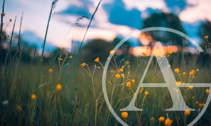 6 Ways to Enjoy Springtime in Park Cities Texas