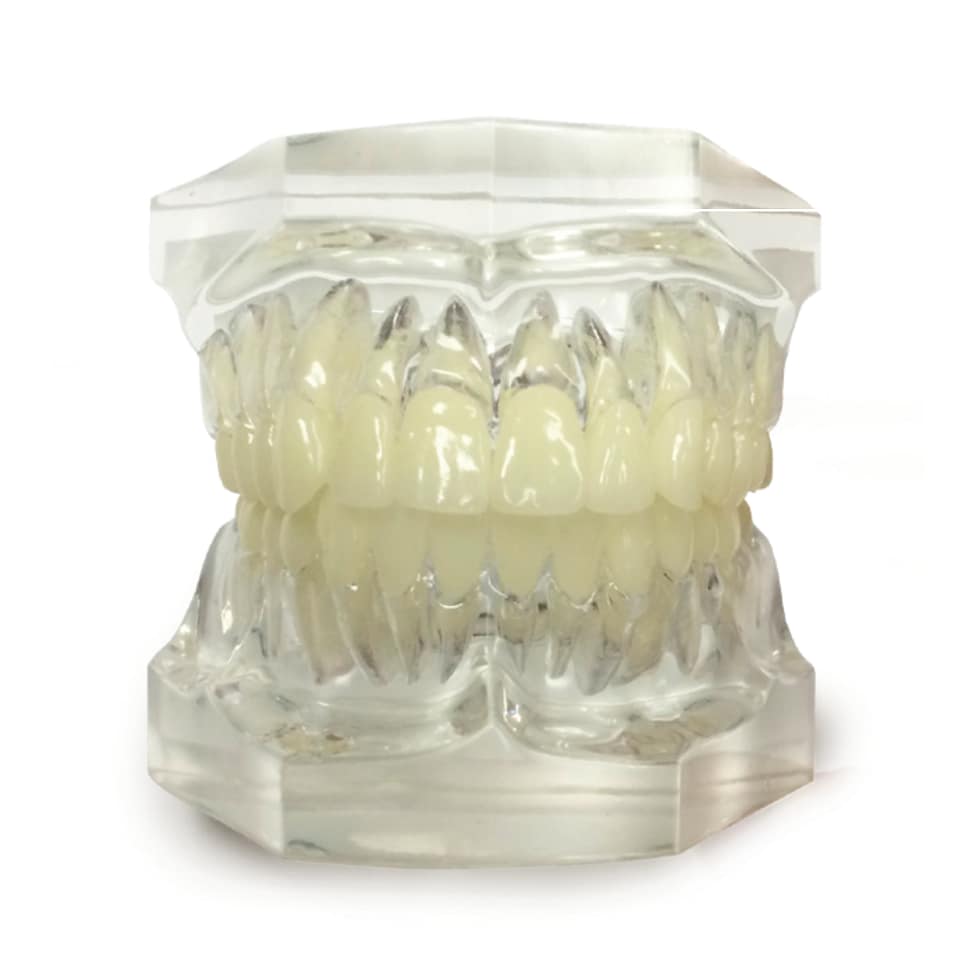 Clear Articulated Typodont - Ortho Arch